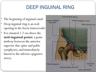 INGUINAL CANAL.pptx// ABDOMEN AND PELVIS | PPT