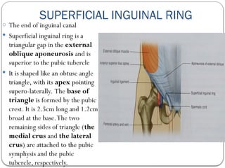 INGUINAL CANAL.pptx// ABDOMEN AND PELVIS | PPT