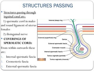 INGUINAL CANAL.pptx// ABDOMEN AND PELVIS | PPT