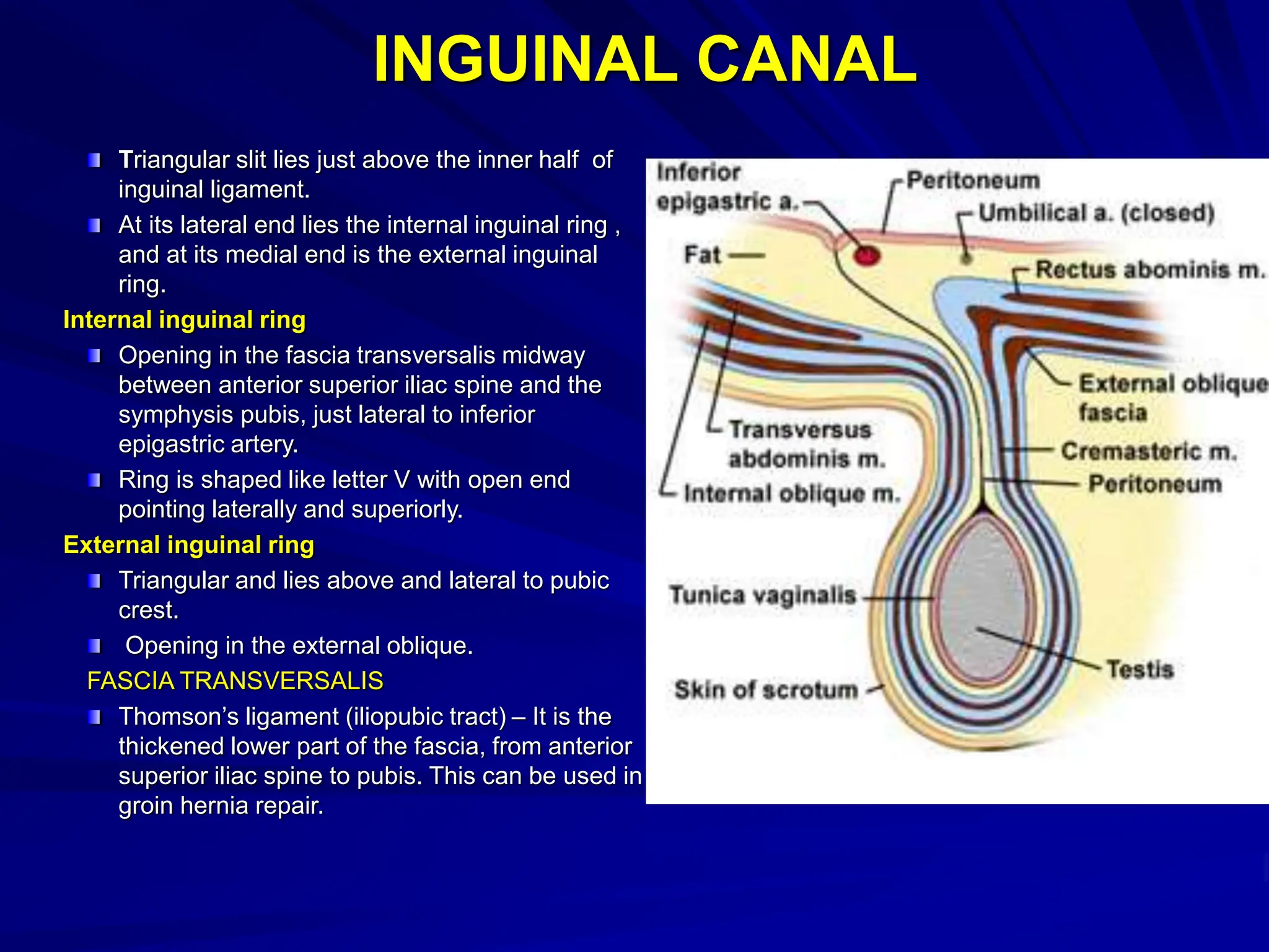 INGUINAL CANAL2.ppt