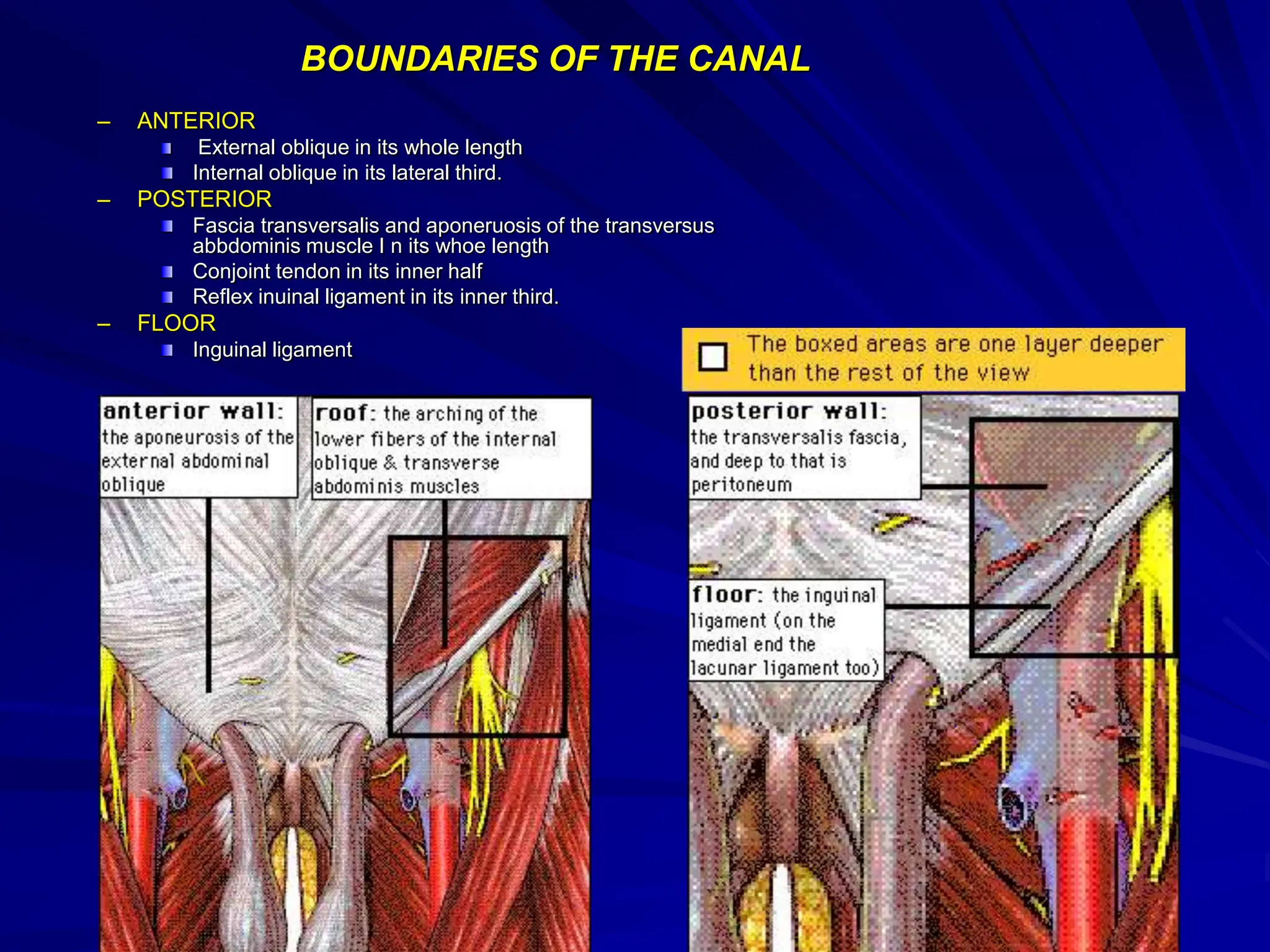 INGUINAL CANAL2.ppt