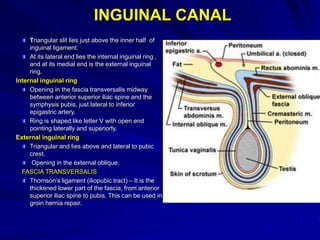 INGUINAL CANAL2.ppt | Pregnancy | Reproductive Health
