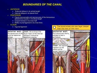 INGUINAL CANAL2.ppt | Pregnancy | Reproductive Health