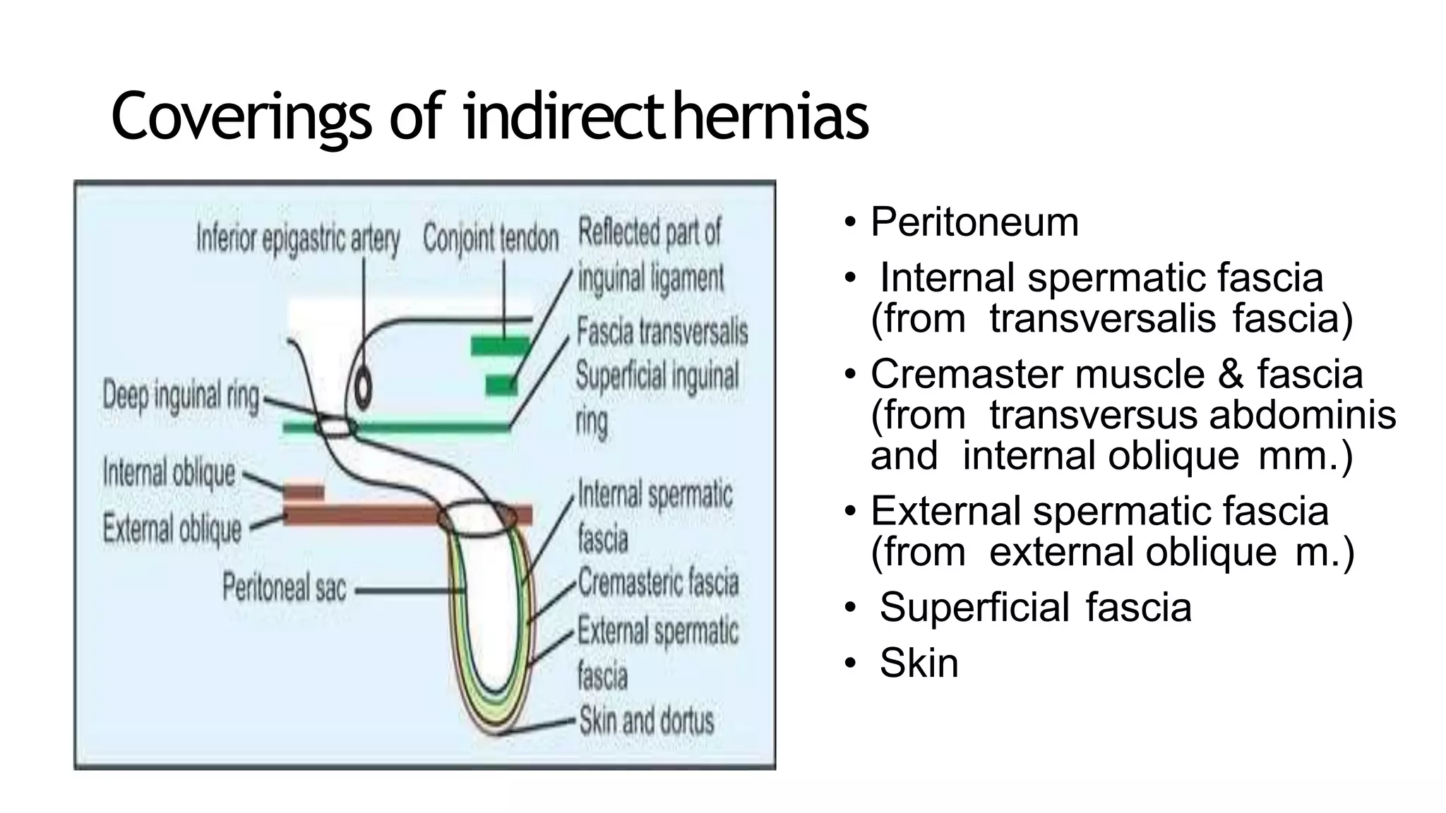 inguinal canal anatomy.pptx