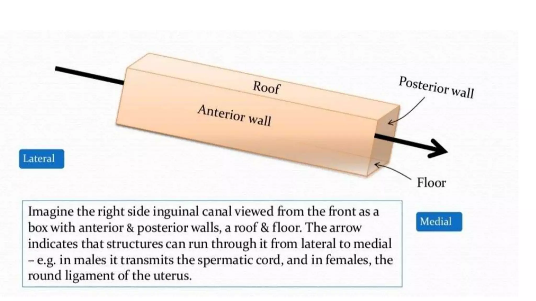 inguinal canal anatomy.pptx