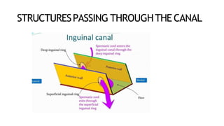 inguinal canal anatomy.pptx