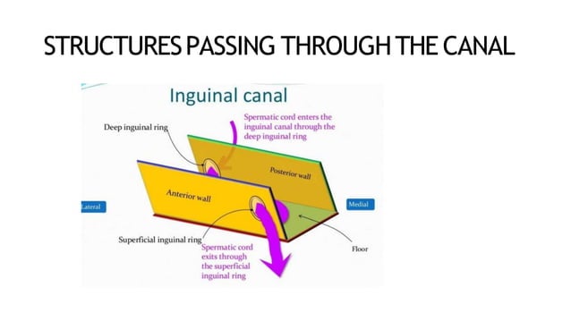 inguinal canal anatomy.pptx