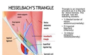 inguinal canal anatomy.pptx