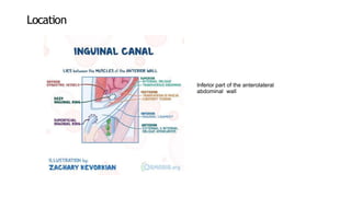 inguinal canal anatomy.pptx