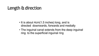inguinal canal anatomy.pptx