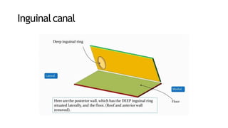 inguinal canal anatomy.pptx