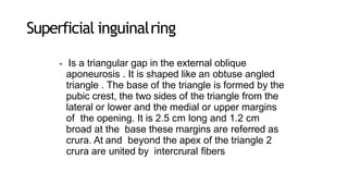 inguinal canal anatomy.pptx