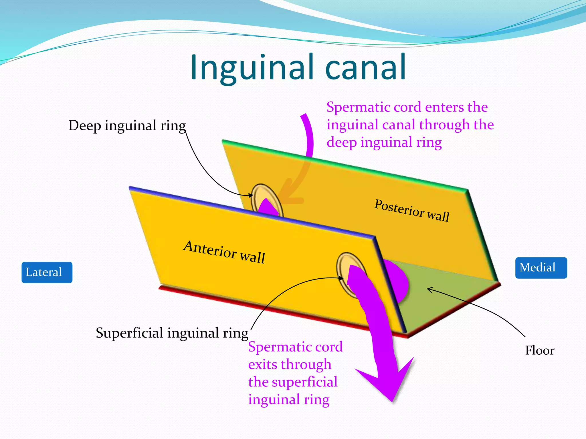 Inguinalcanalanatomy Dr 170104140951pdf