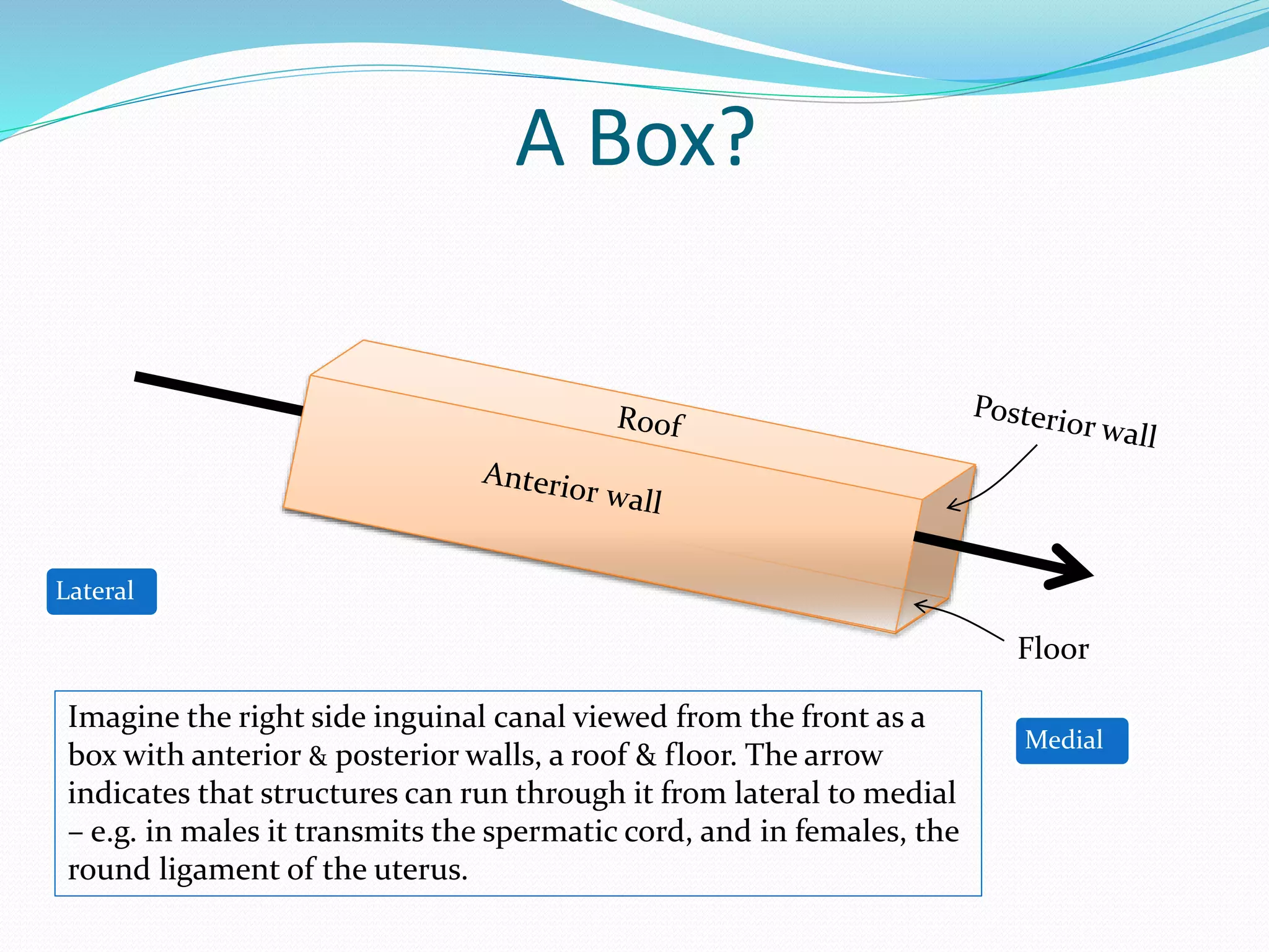 inguinalcanalanatomy-dr-170104140951.pdf