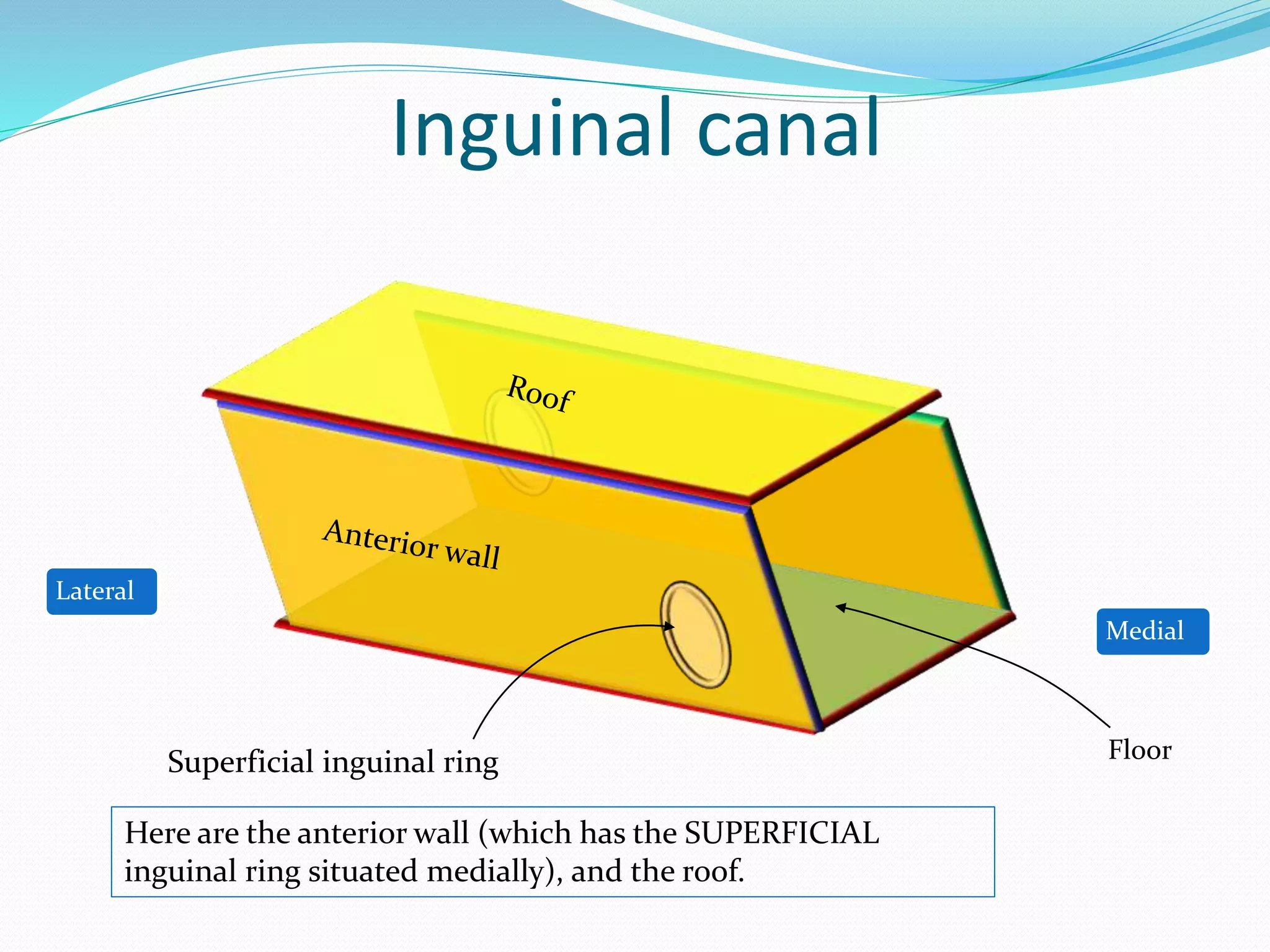 surgical anatomy Inguinal canal anatomy dr.vishnu | PPTX