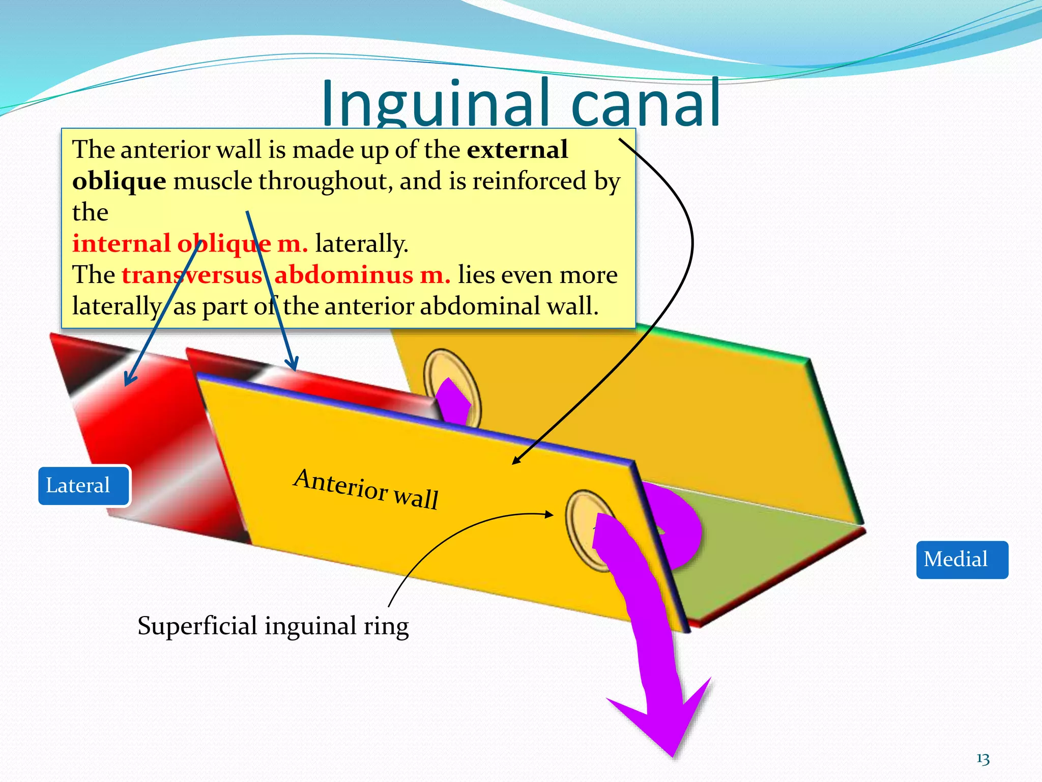 surgical anatomy Inguinal canal anatomy dr.vishnu | PPTX