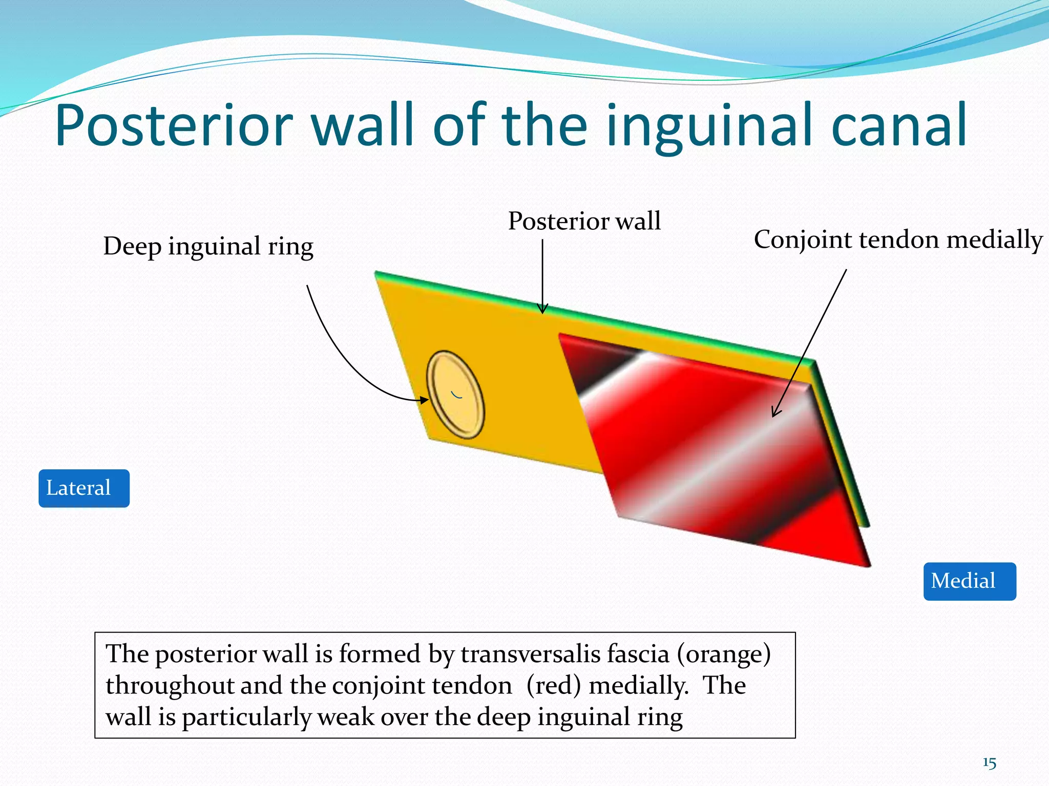 surgical anatomy Inguinal canal anatomy dr.vishnu | PPTX