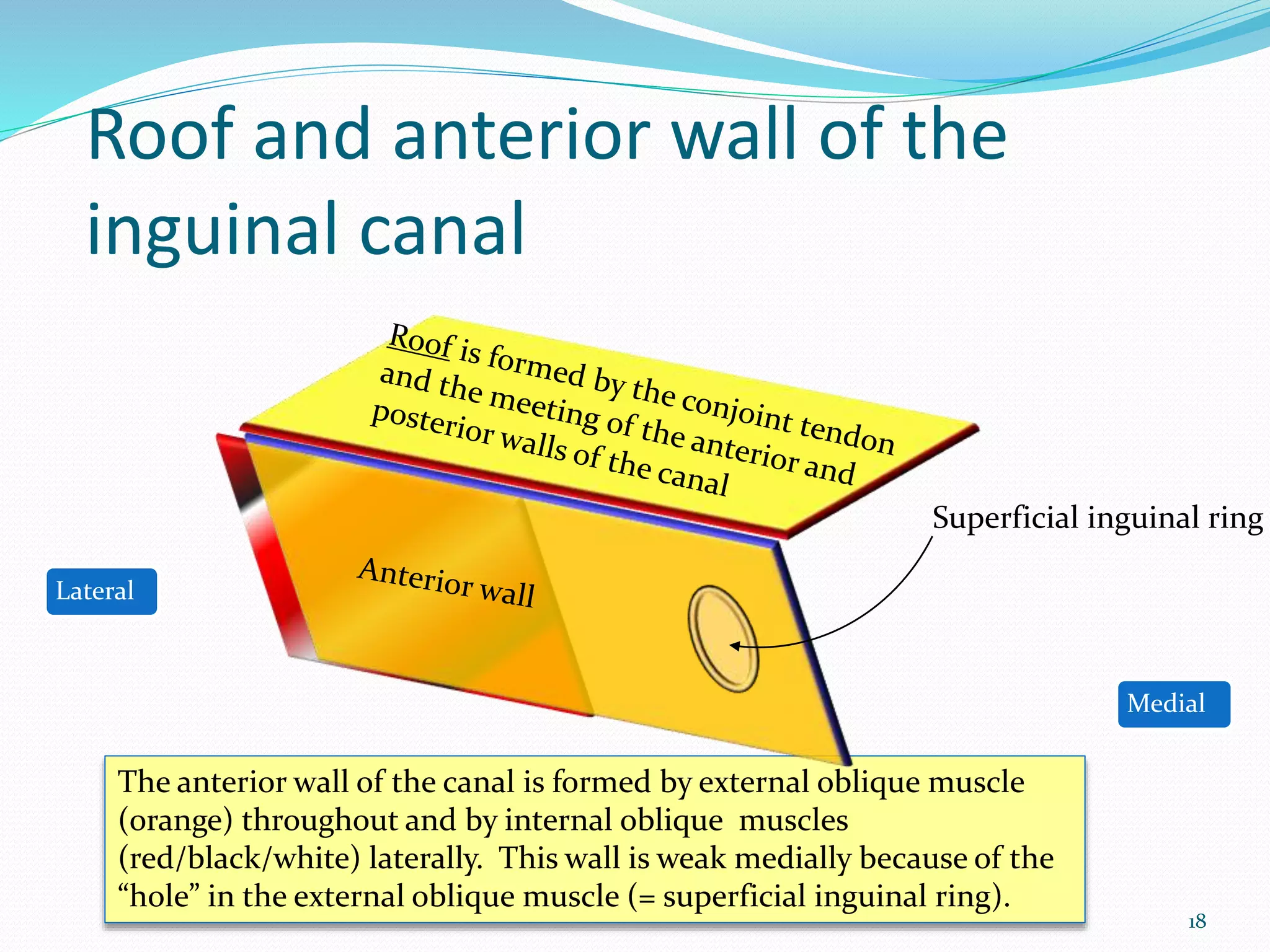 surgical anatomy Inguinal canal anatomy dr.vishnu | PPTX