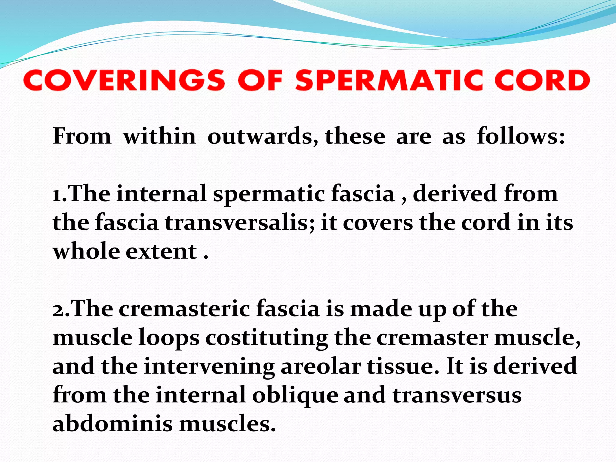 surgical anatomy Inguinal canal anatomy dr.vishnu | PPTX