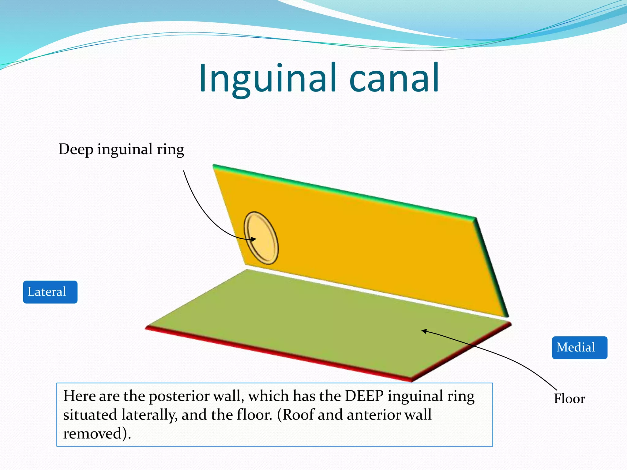 surgical anatomy Inguinal canal anatomy dr.vishnu | PPTX