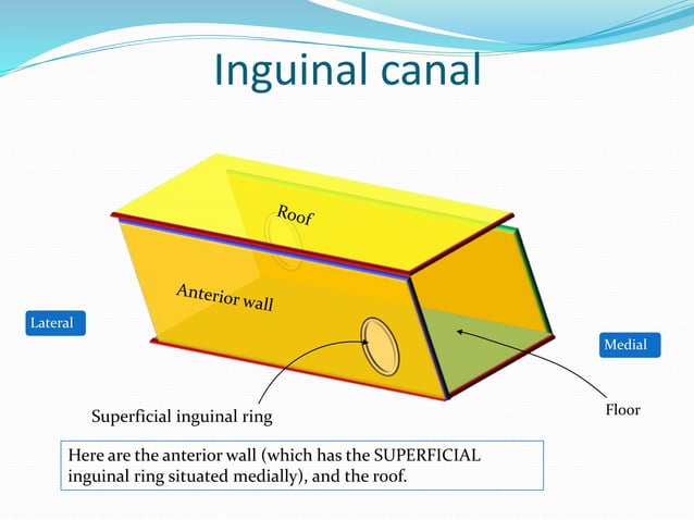 surgical anatomy Inguinal canal anatomy dr.vishnu | PPTX | Death ...