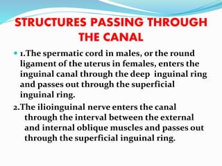 surgical anatomy Inguinal canal anatomy dr.vishnu | PPTX