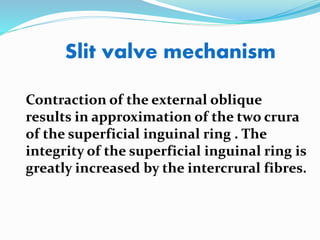 surgical anatomy Inguinal canal anatomy dr.vishnu | PPTX