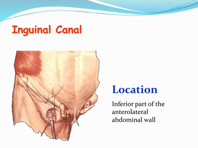 Surgical Anatomy Inguinal Canal Anatomy Drvishnu