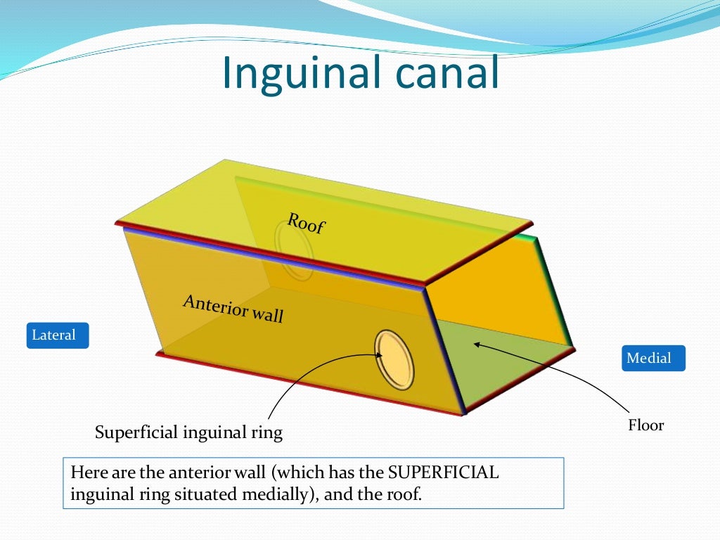 Surgical Anatomy Of Inguinal Canal