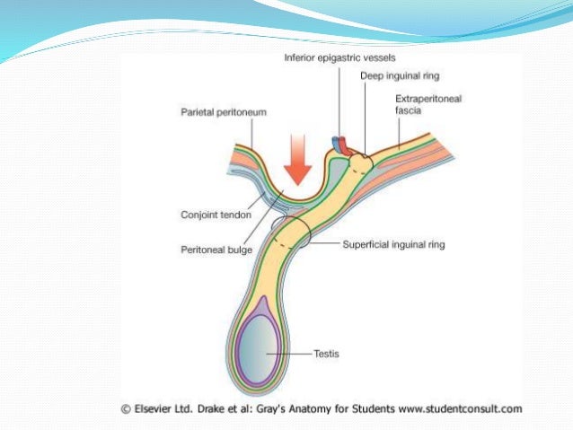 Surgical Anatomy Inguinal Canal Anatomy Drvishnu