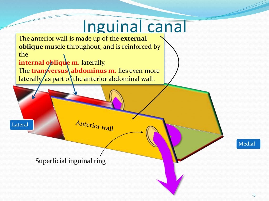 Surgical Anatomy Of Inguinal Canal