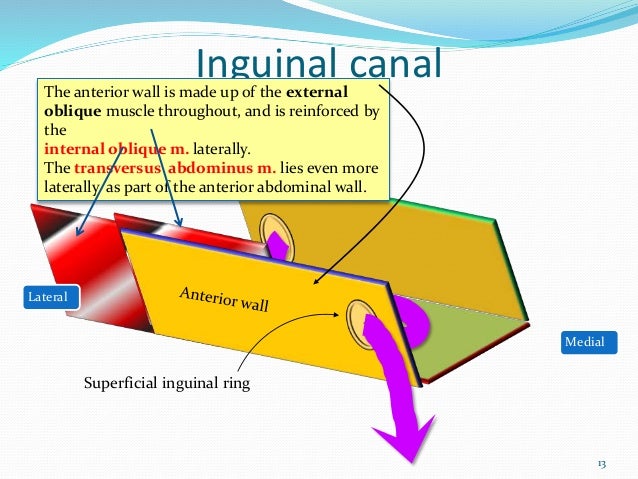 Inguinal Canal Anatomy Anatomy Of The INGUINAL CANAL & Hernias
