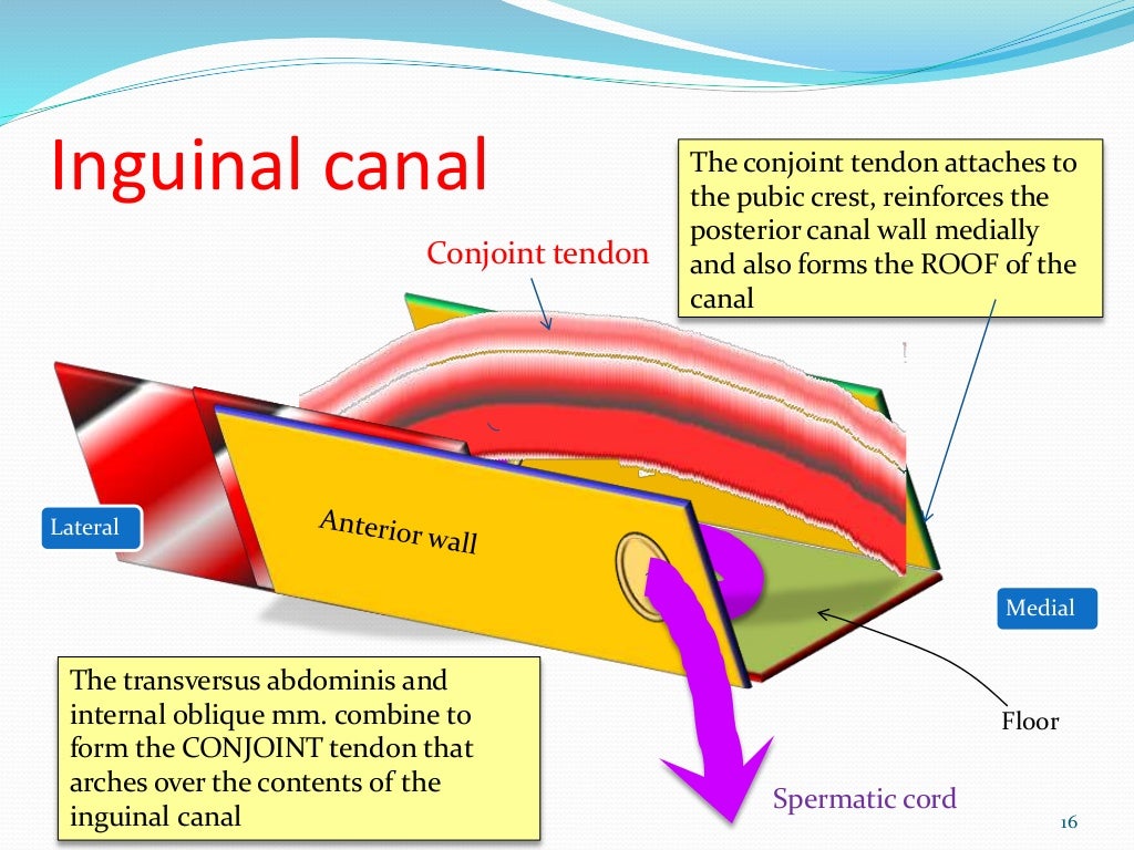 surgical anatomy Inguinal canal anatomy dr.vishnu