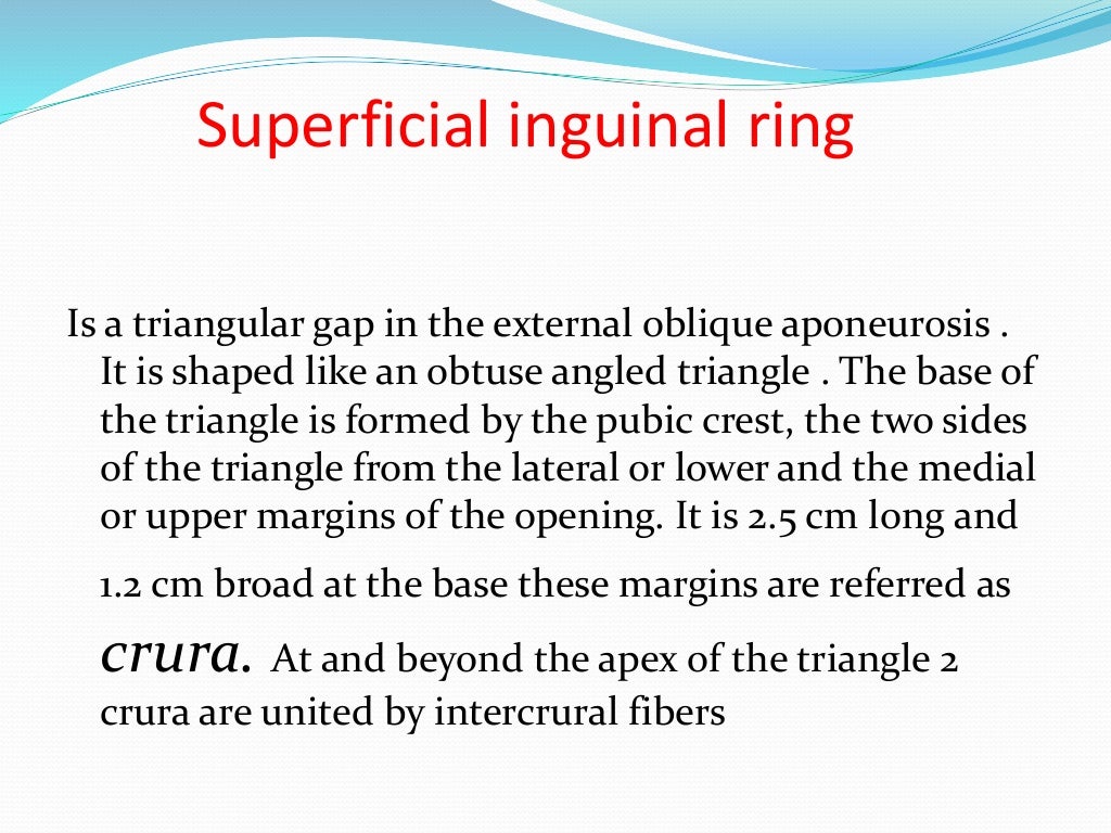 Surgical Anatomy Of Inguinal Canal