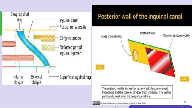 Inguinal canal and spermatic cord.pptx