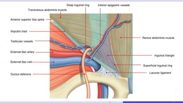 Inguinal canal and spermatic cord.pptx