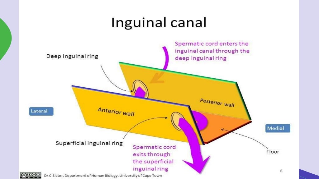 Inguinal canal and spermatic cord.pptx