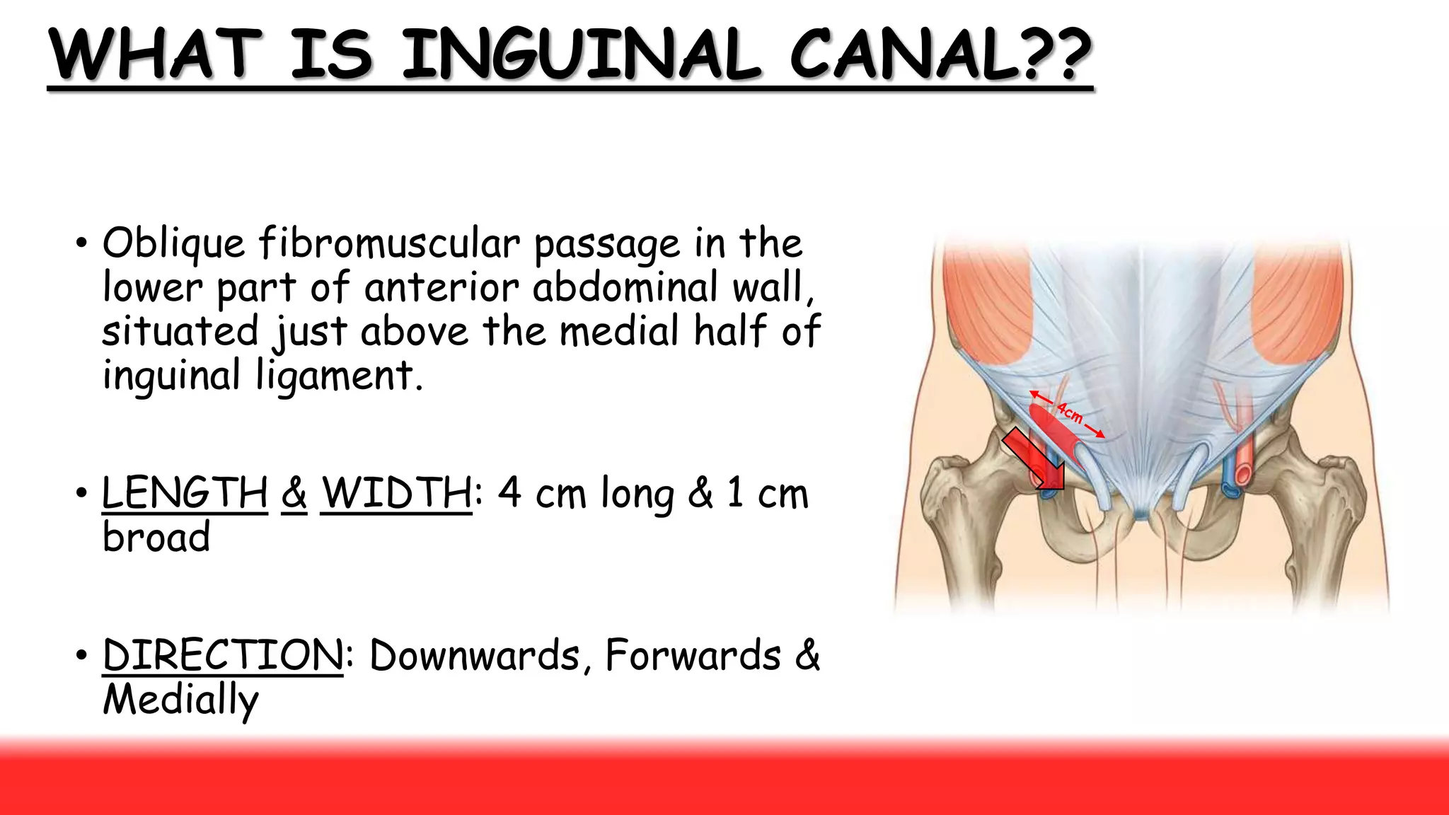 Inguinal canal final | PPTX