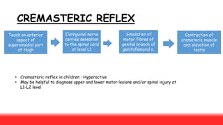 Inguinal canal final | PPTX | Death, Injury, or Military Conflict ...