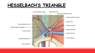 Inguinal canal final | PPT