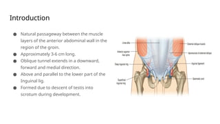 Inguinal canal proper anatomy for first year students | PPTX