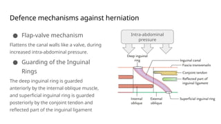 Inguinal canal proper anatomy for first year students | PPTX