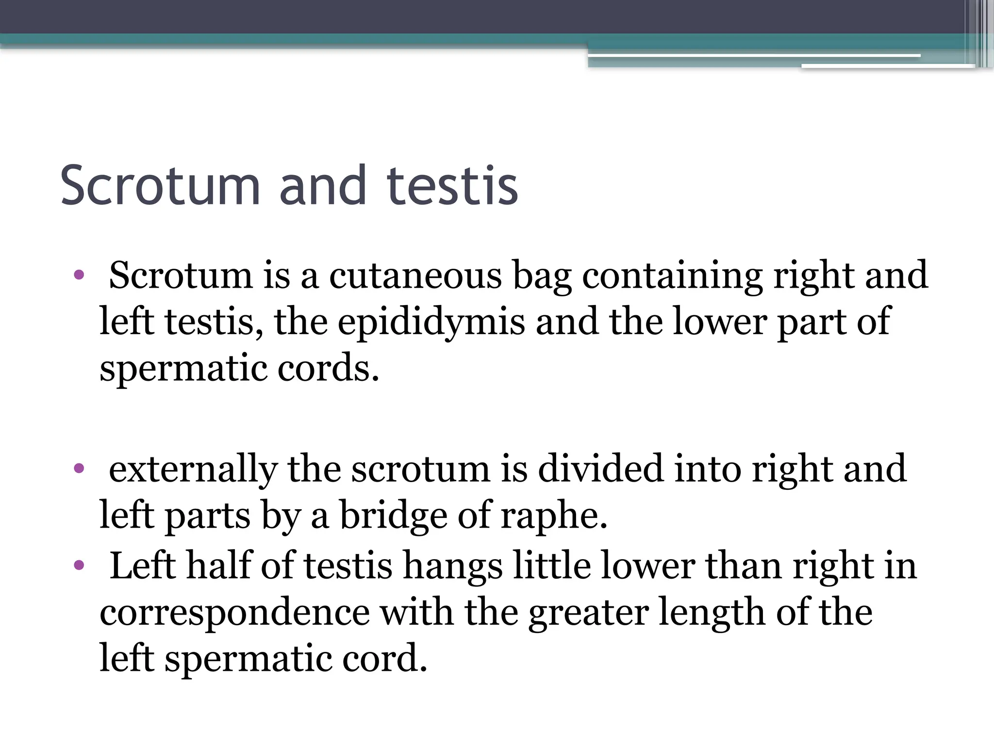 INGUINAL CANAL ,SCROTUM AND TESTIS.pptx112 | PPTX