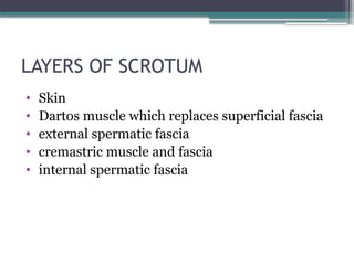 INGUINAL CANAL ,SCROTUM AND TESTIS.pptx112 | PPTX