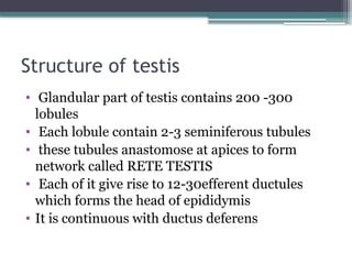 INGUINAL CANAL ,SCROTUM AND TESTIS.pptx112 | PPTX