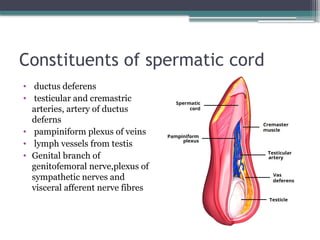 INGUINAL CANAL ,SCROTUM AND TESTIS.pptx112 | PPTX