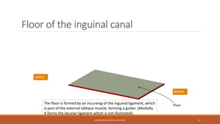 Inguinal cannal | PPTX | Death, Injury, or Military Conflict ...