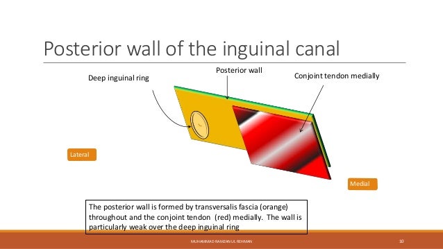 Conjoint Tendon Inguinal Canal Level 47 Durham University Medicine