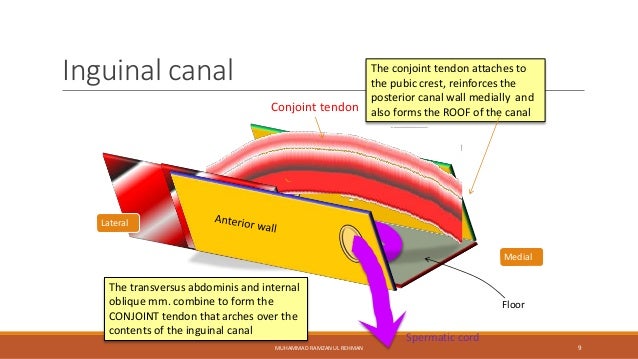 Conjoint Tendon Inguinal Canal Level 47 Durham University Medicine