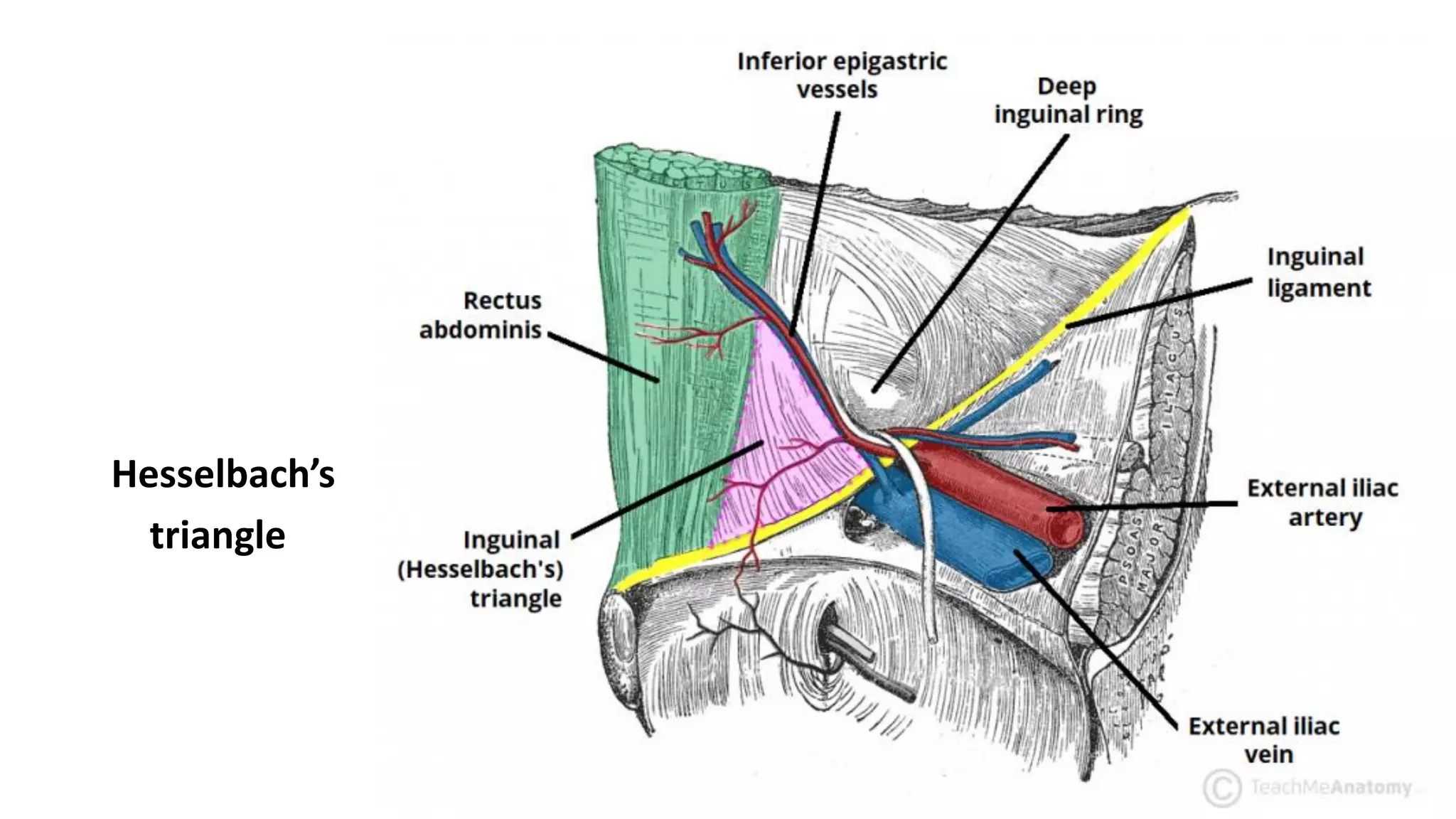 INGUINAL & FEMORAL HERNIA.pdf